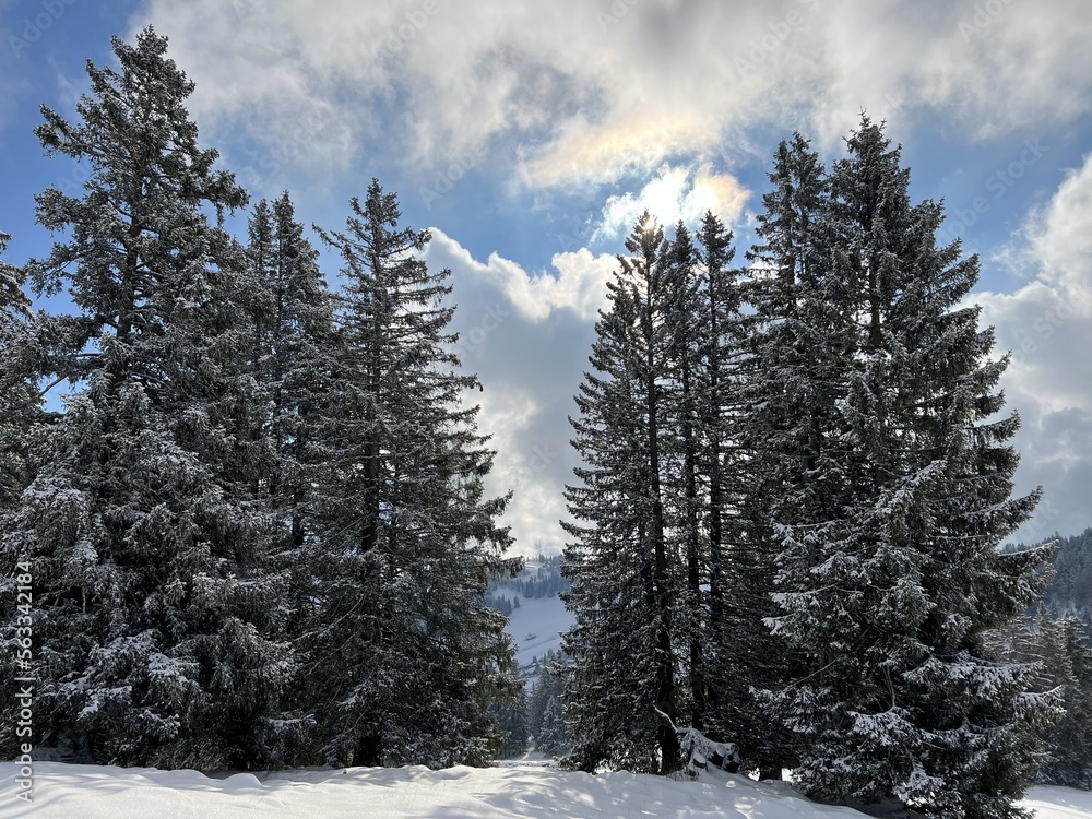 Picturesque canopies of alpine trees in a typical winter atmosphere ...