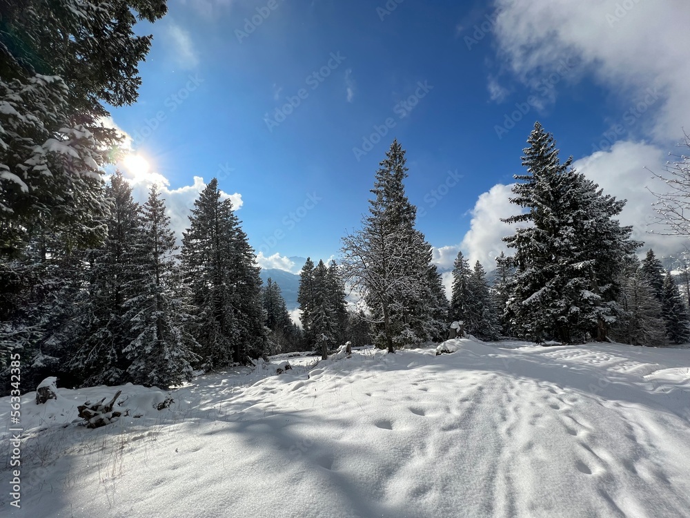 Picturesque canopies of alpine trees in a typical winter atmosphere ...