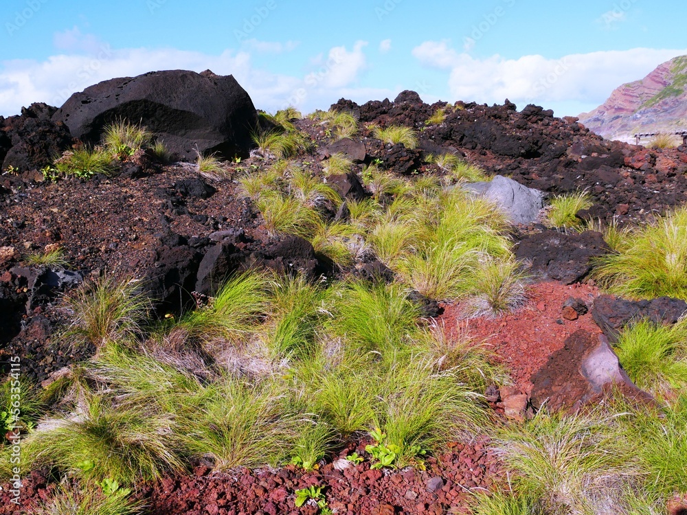Plante endémique des Açores, Festuca petraea sur la plage basaltique ...