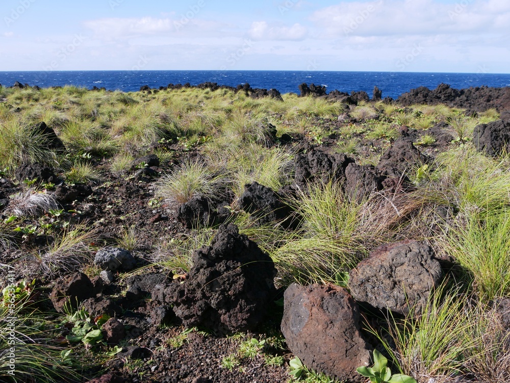 Plante endémique des Açores, Festuca petraea sur la plage basaltique ...
