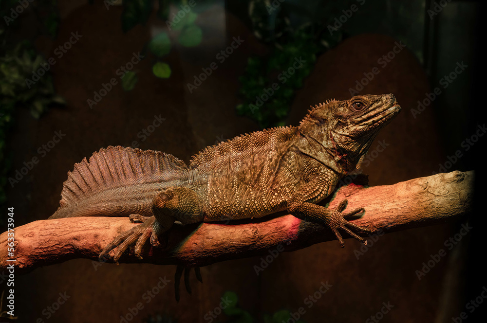 Philippine sailfin lizard gets a close up profile while basking under a ...