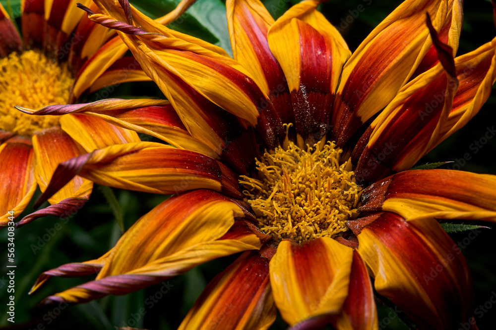 yellow plant with pointed petals edged with red. gazania rigens ...