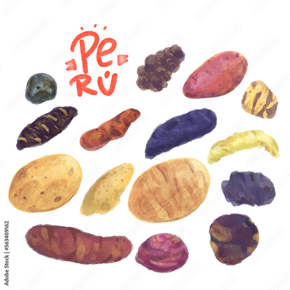 Ilustración de papas nativas del Perú, típico peruano, papa nacional ...