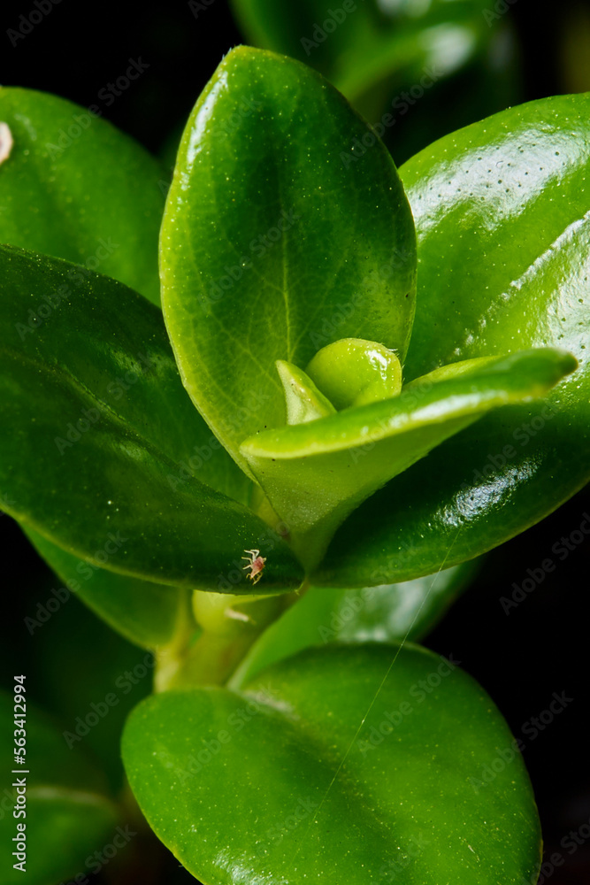 Peperomia obtusifolia. common ornamental plant planted indoors. macro ...