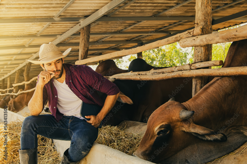 Portrait handsome male farmer sits sternly smoking in a barn where ...
