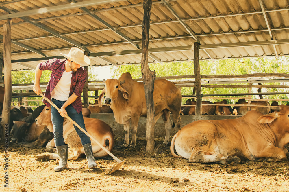 Caucasian male worker, cattle herder on a Brahman beef farm, working ...