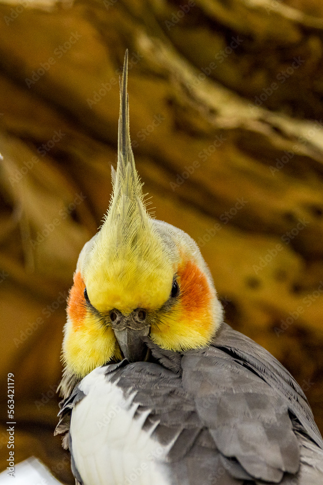 Cockatiel - endemic small cockatoo of arid Australia Stock Photo ...