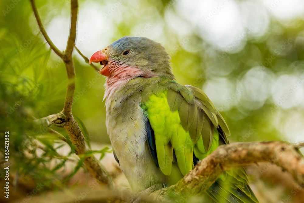 Princess Parrot endemic and rare bird of Australia Stock Photo | Adobe ...