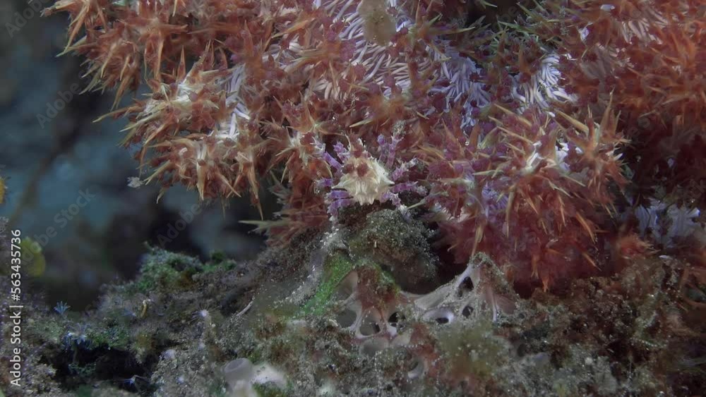 Soft coral crab (Hoplophrys oatesi) Red Sea, Indian Ocean, Western ...