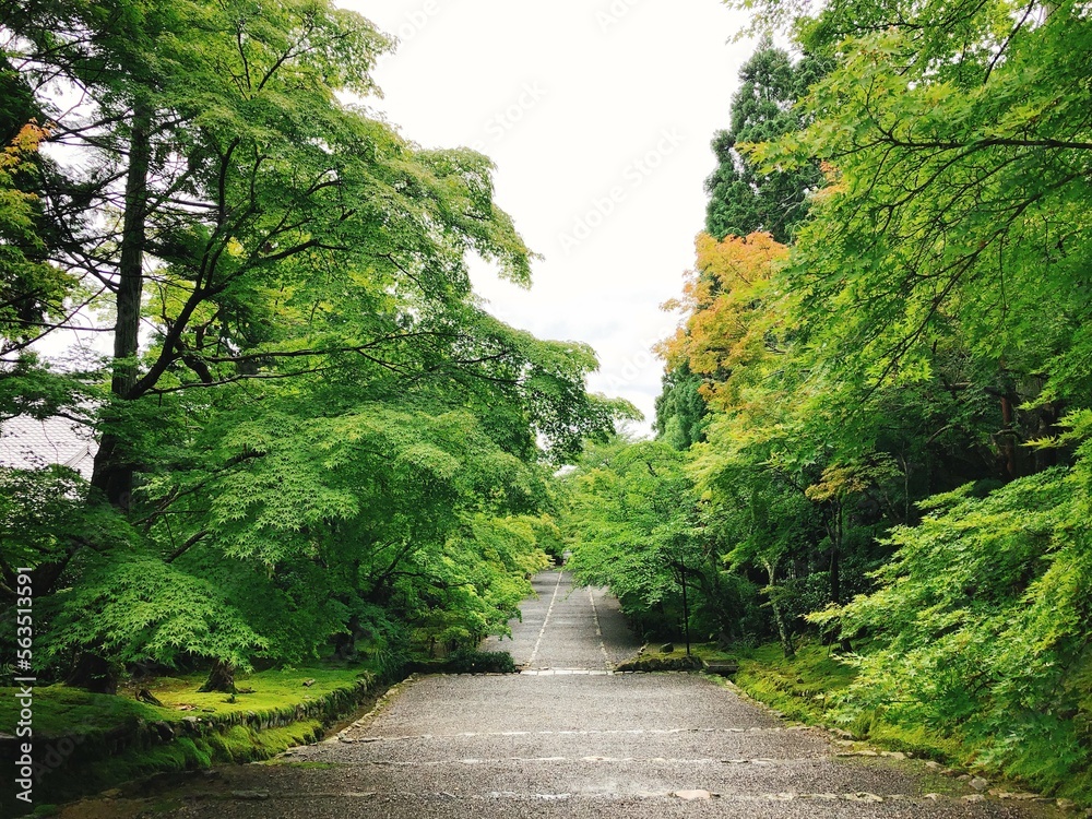 [Japan] Green Maple tree lined approach in Nison-in Temple called ...