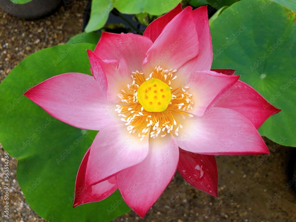 [Japan] Lotus flower closeup seen from above (Sagano, Kyoto city) Stock ...