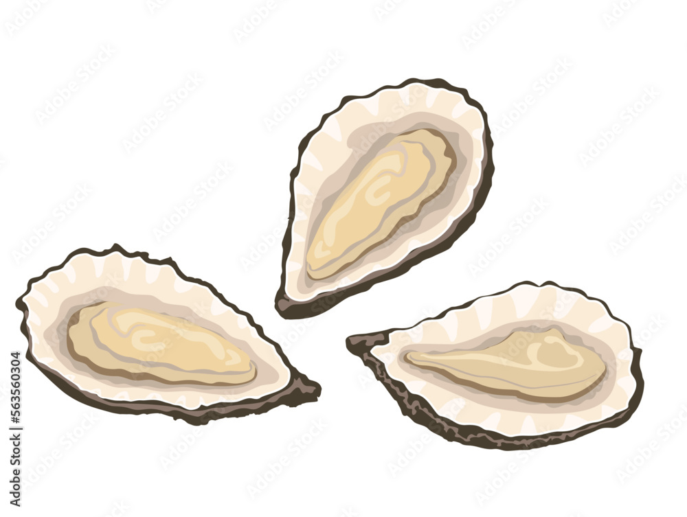 Isolated cartoon oyster on a white background. Oyster shell. Seafood ...