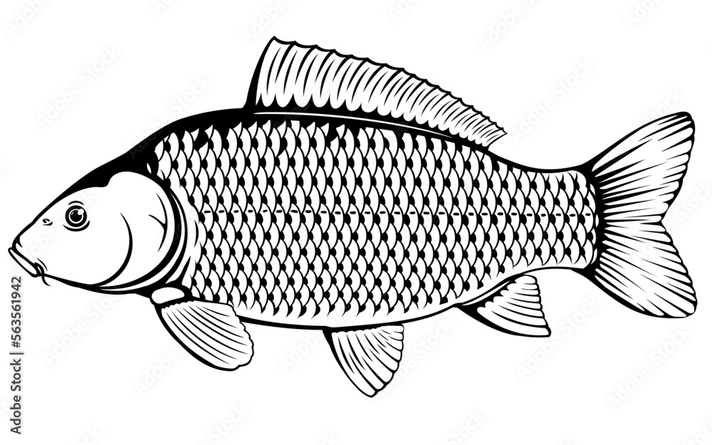 Realistic common carp in black and white isolated illustration, one ...
