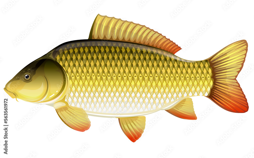 Realistic common carp isolated illustration, one freshwater fish on ...