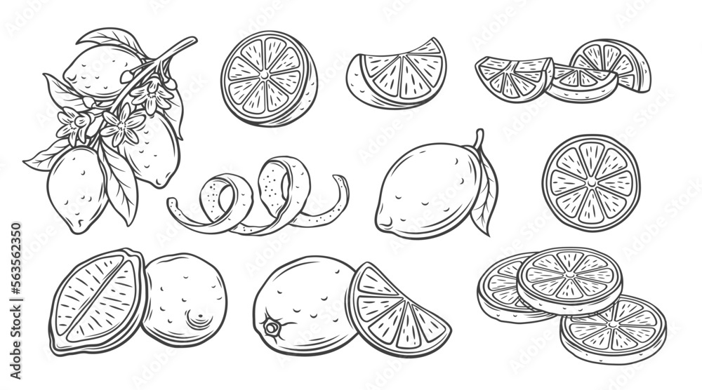 Lemon line icons set vector illustration. Hand drawn outline whole ...