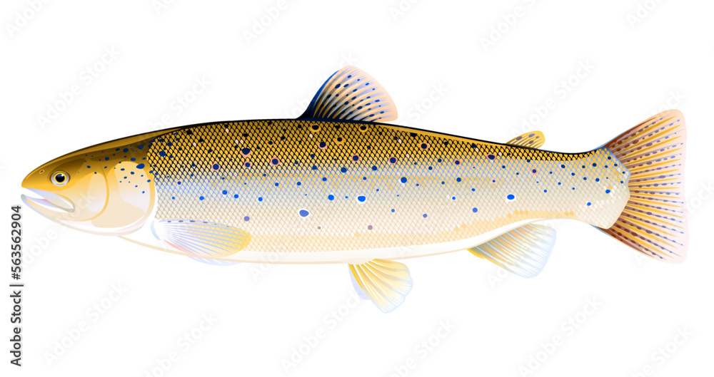 Realistic brown trout fish isolated illustration, one freshwater fish ...