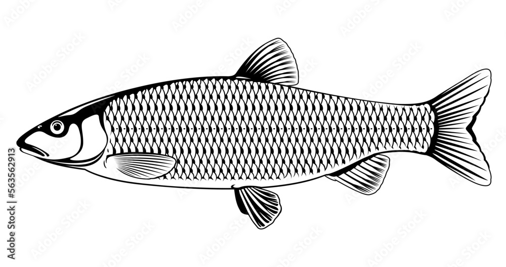 Realistic european chub fish in black and white isolated illustration ...