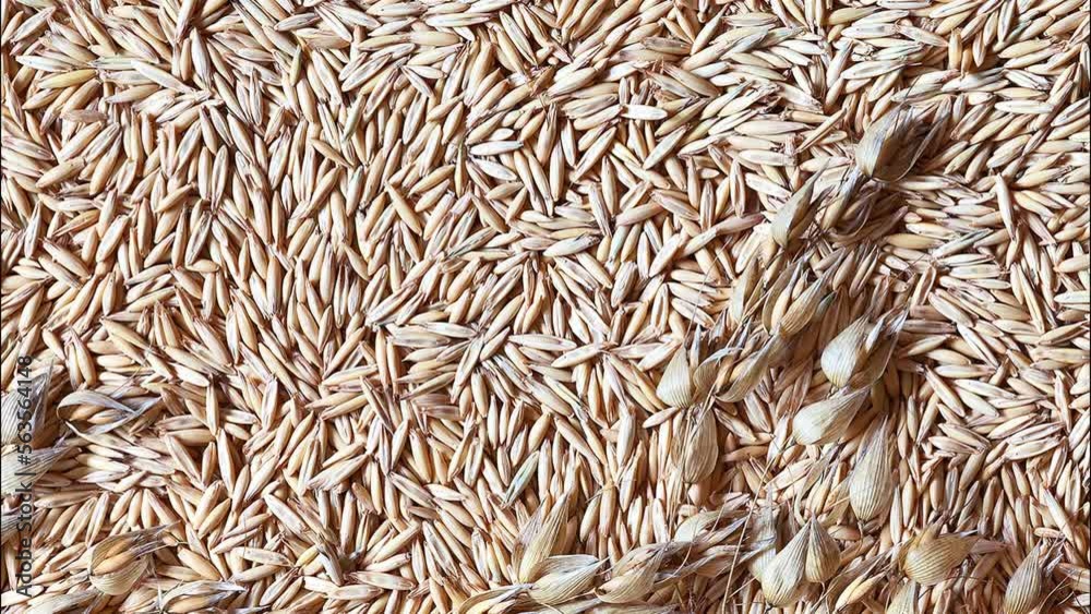 Video Stock Natural vegetal background of oat grains in the shell and ...
