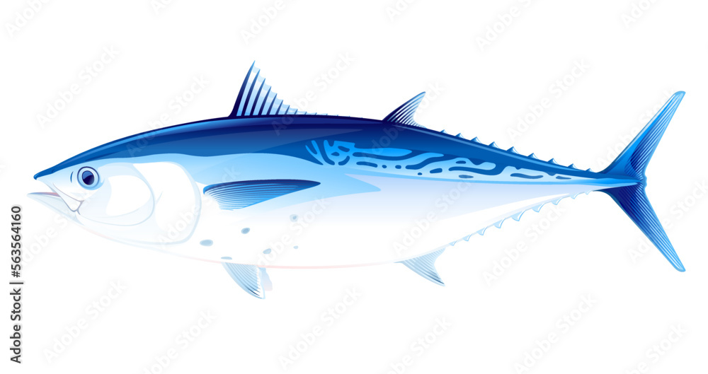 Little tunny fish in side view, realistic sea fish illustration on ...