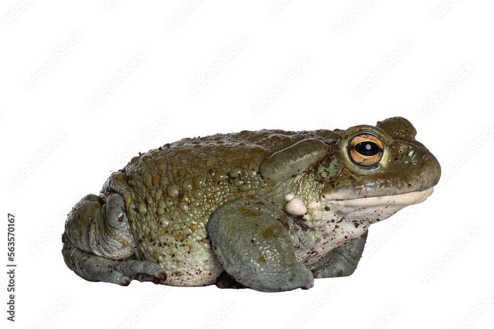 Bufo Alvarius aka Colorado River Toad, sitting side ways. Looking ahead ...