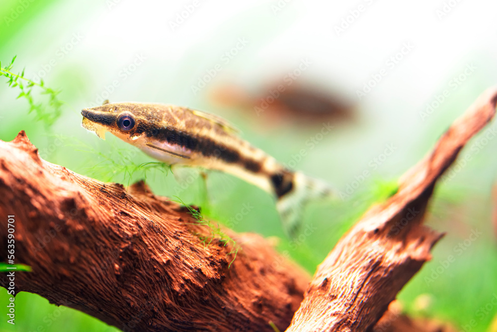Otocinclus Affinis, Macrotocinclus affinis smallest known suckermouth ...