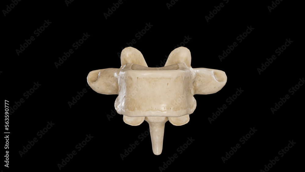 Anterior view of Seventh Thoracic Vertebra (T7) Stock Illustration ...
