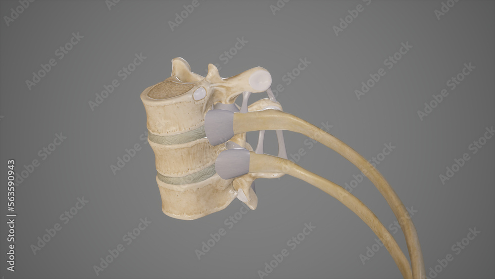 Medical Illustration of Costovertebral Articulation Stock Illustration ...
