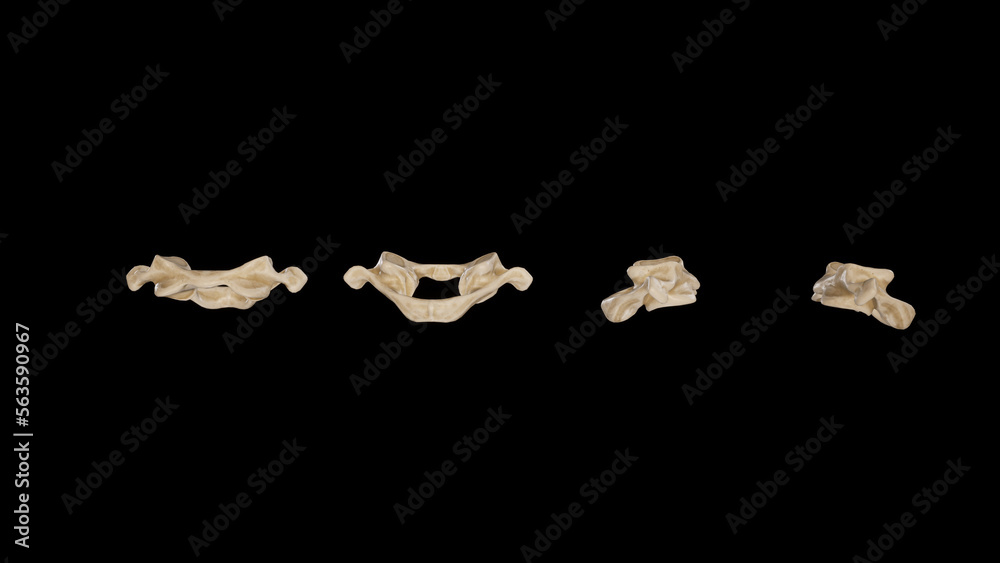 First Cervical Vertebra (Atlas) -Multiple Views Stock Illustration ... First Cervical Vertebra (Atlas) -Multiple Views Stock Illustration ...