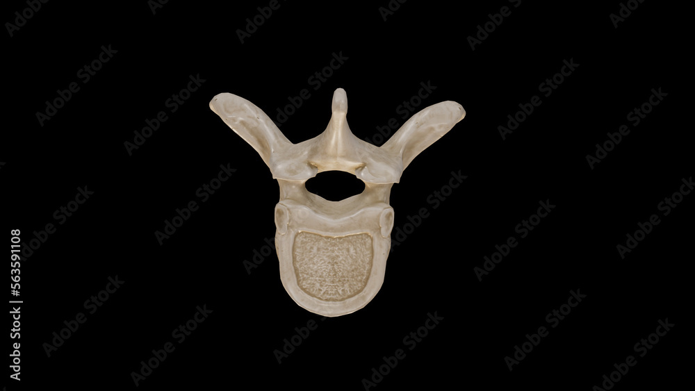 Inferior view of Sixth Thoracic Vertebra (T6) Stock Illustration ...