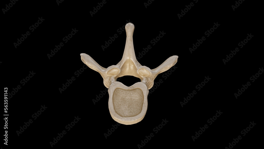 Inferior view of Third Thoracic Vertebra (T3) Stock Illustration ...