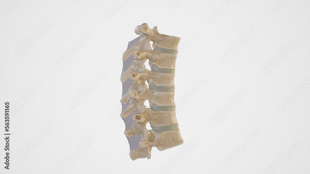 medical accurate illustration of Interspinous Ligament Stock ...