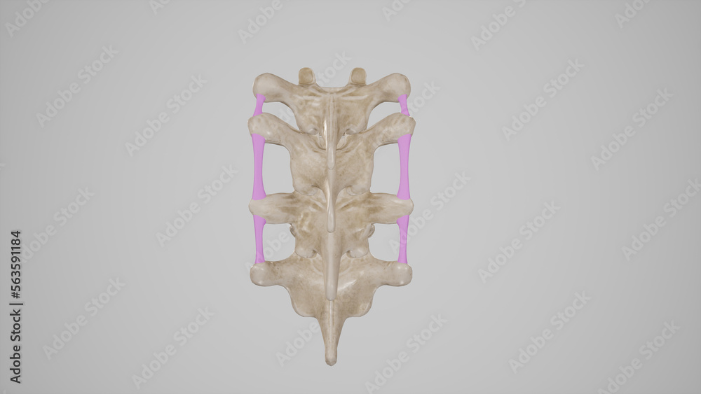 Ligaments of Spine-Intertransverse Ligament Stock-Illustration | Adobe ...