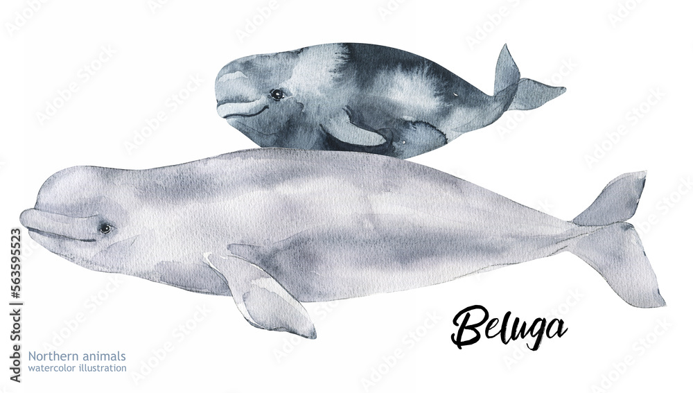 watercolor beluga with baby cute illustration ocean animals. Watercolor ...