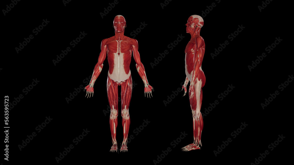 Anterior and left lateral view of muscular system,3D rendering Stock ...