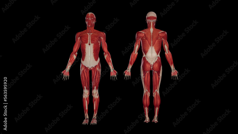 Anterior and posterior view of muscular system,3D rendering Stock ...