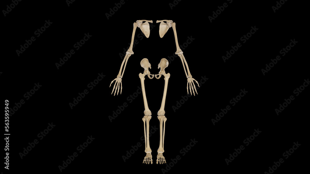 Anterior view of Appendicular Skeleton Stock Illustration | Adobe Stock