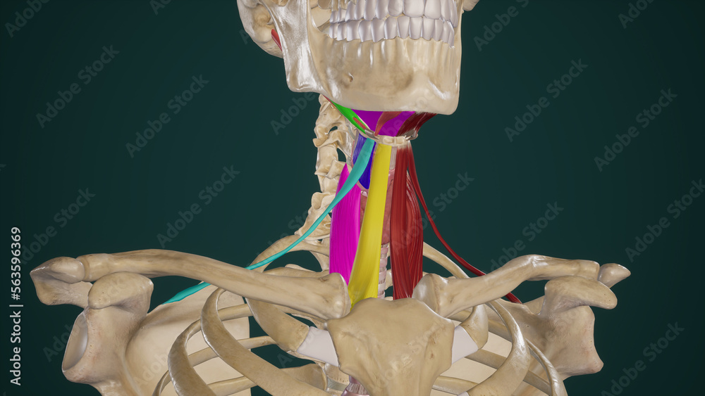 Anatomy of Suprahyoid and Infrahyoid Muscles Stock Illustration | Adobe ...