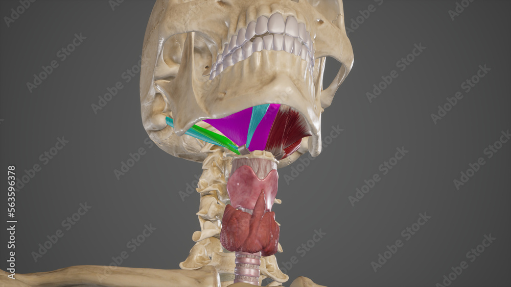 Poster Medical Illustration of Suprahyoid Muscles – Wall Art | UkPosters