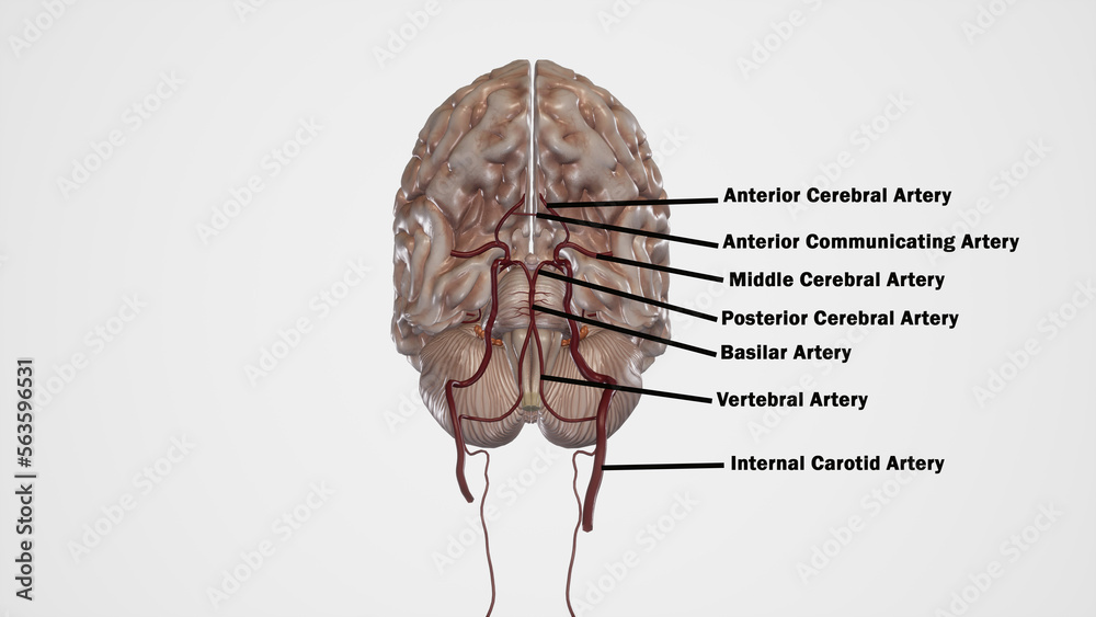 Middle Meningeal Artery Cadaver