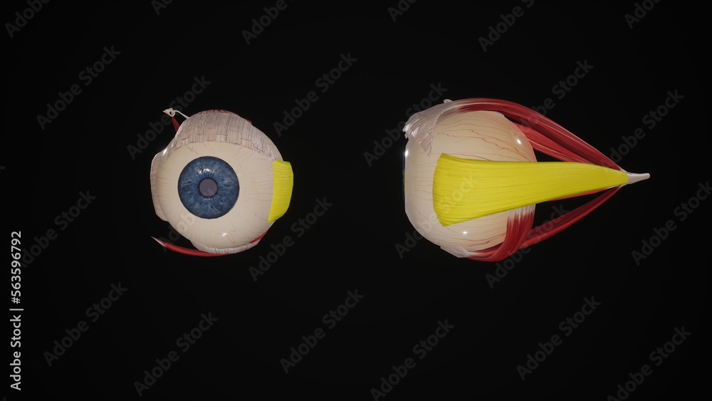 Medical Illustration of Lateral Rectus Muscle Stock Illustration ...