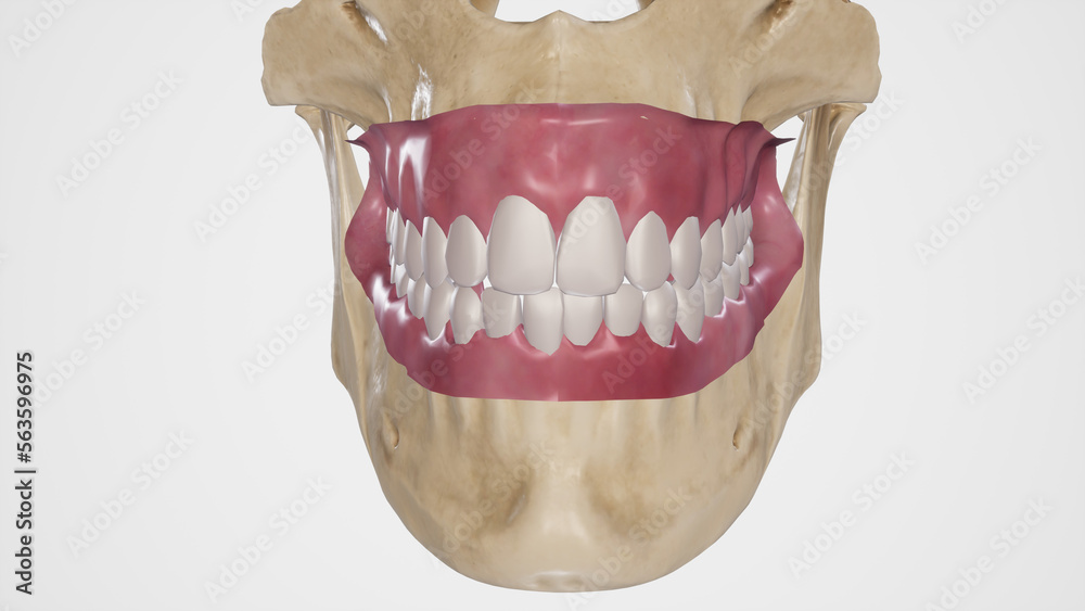 Medical Illustration of Maxillary and Mandibular Teeth Stock ...