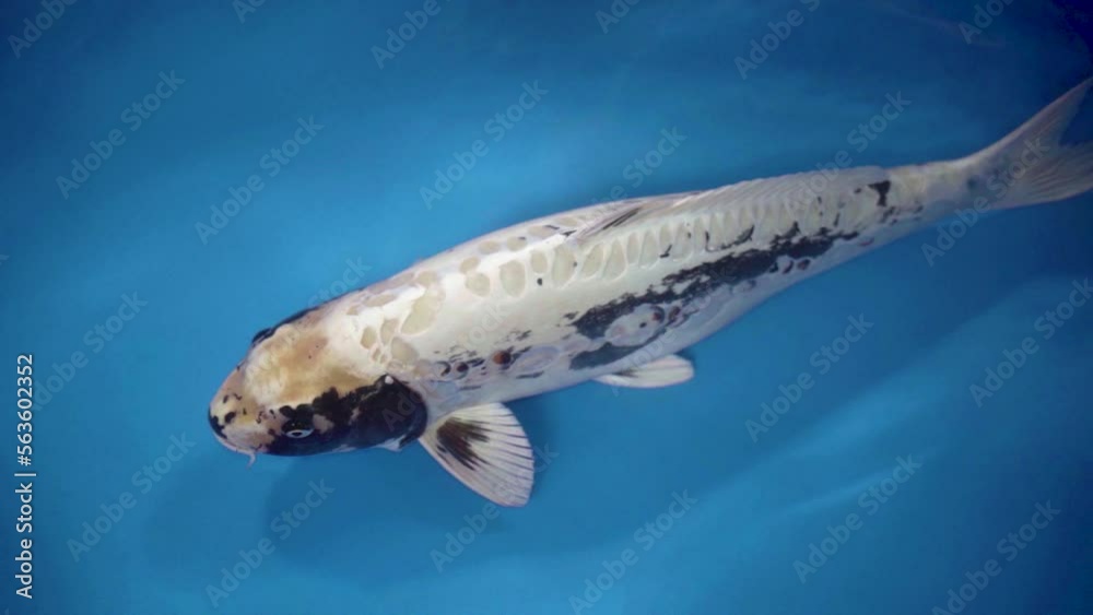 very beautiful and very big massive koi carp fishes in the garden pond ...