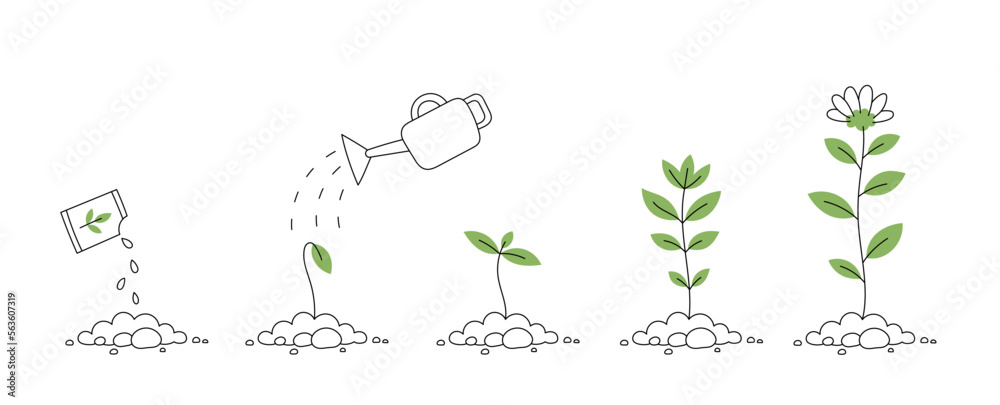 Flower plant growth stages. Seedling development stage. Vector editable ...