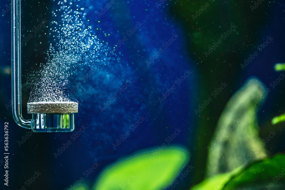 Oxygen diffuser under water pumping a lot of small bubbles. Oxygen ...