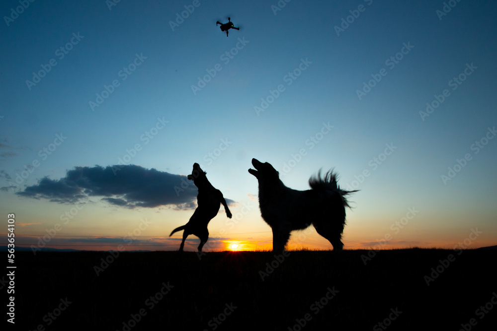 dogs on sunset Stock Photo | Adobe Stock