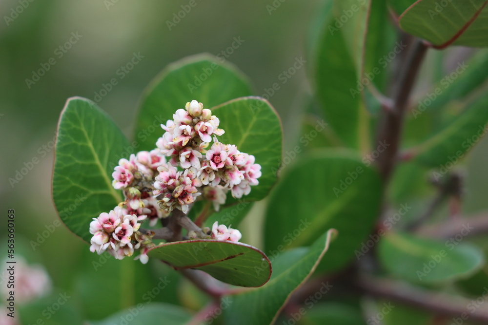 Pink flowering terminal pistillate compound racemose spike ...
