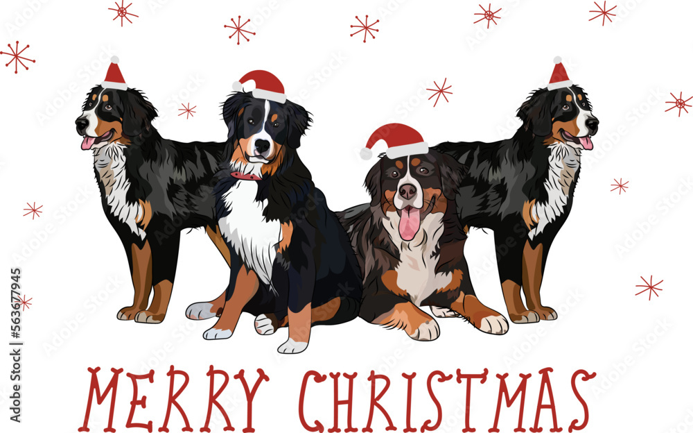 Bernese Mountain dog drawing. Cute dog characters in various poses ...