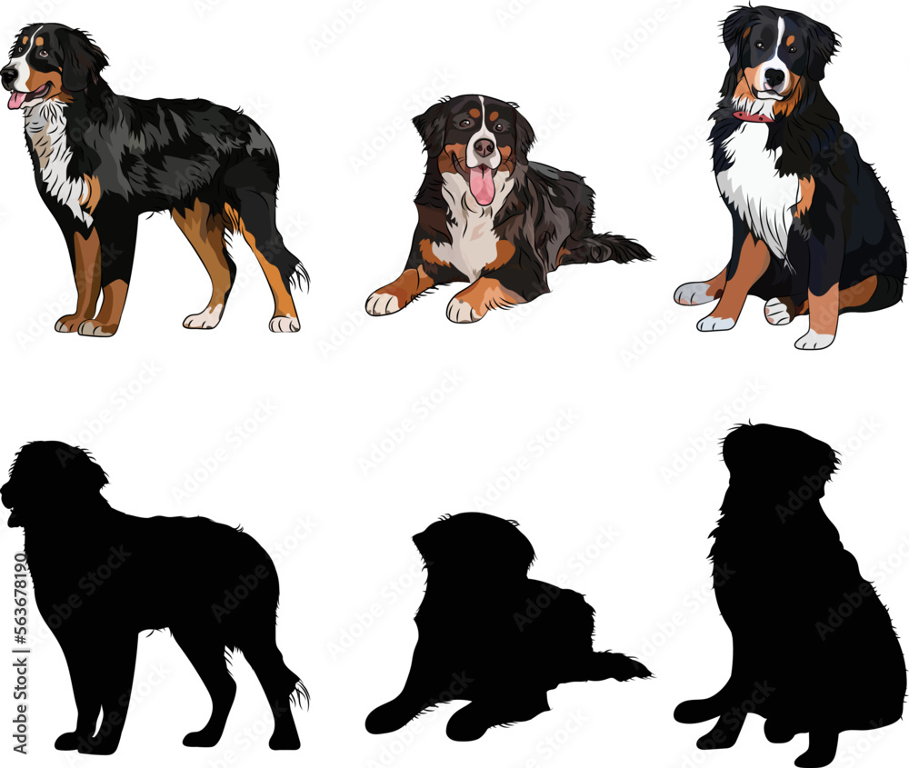 Bernese Mountain silhouettes. Laying, sitting, standing dog. Cute dog ...