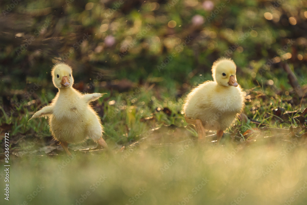 gosling goose or duck family in spring, small baby bird animal in wild ...