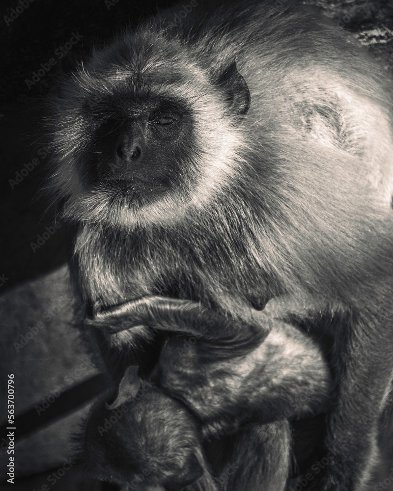 Indian Monkeys Langoor Stock Photo | Adobe Stock